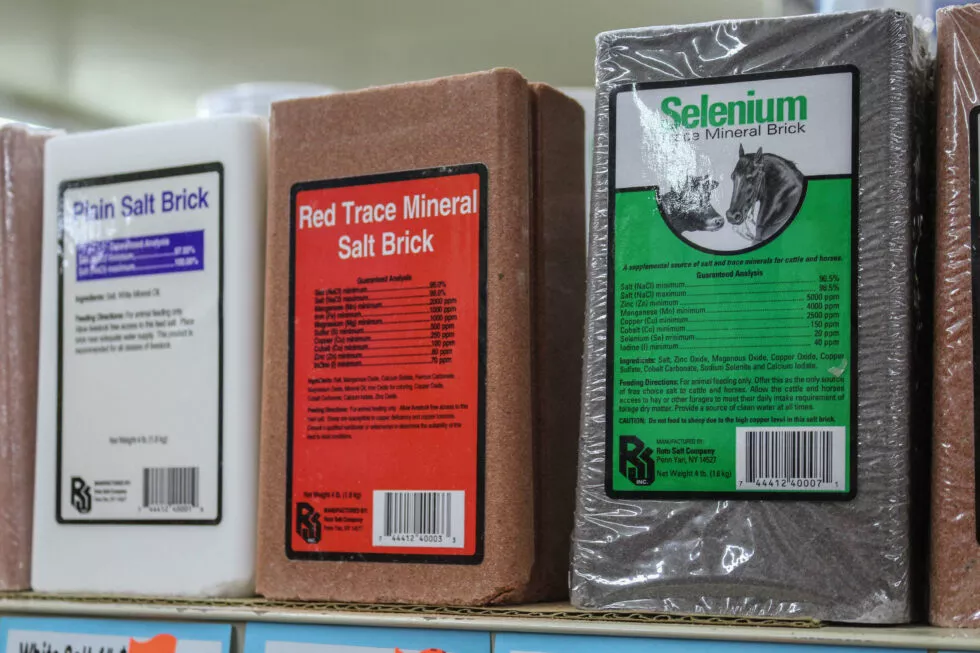 Leid Shoe & Saddlery - Just Plain Business