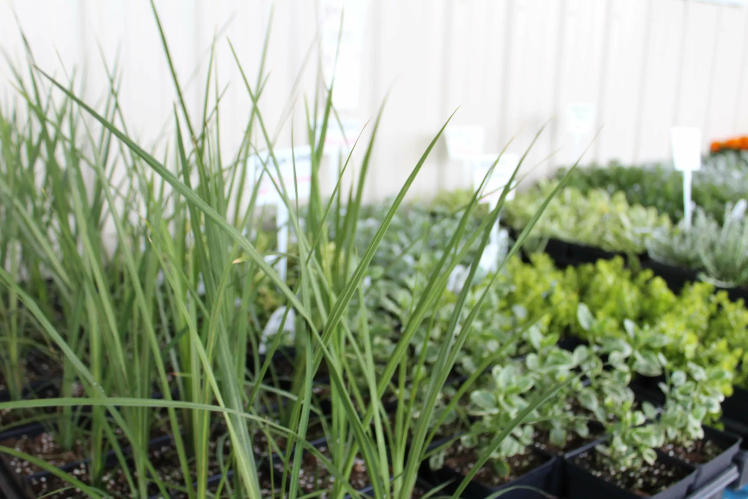 Route 10 Roadside Market - Just Plain Business