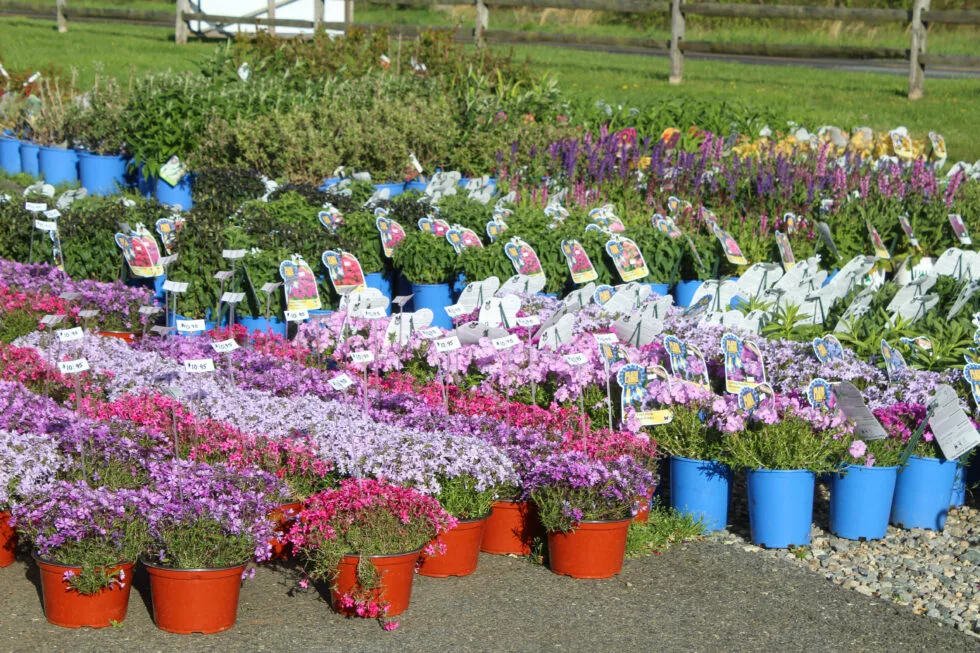 Detwiler's Farm Market - Just Plain Business