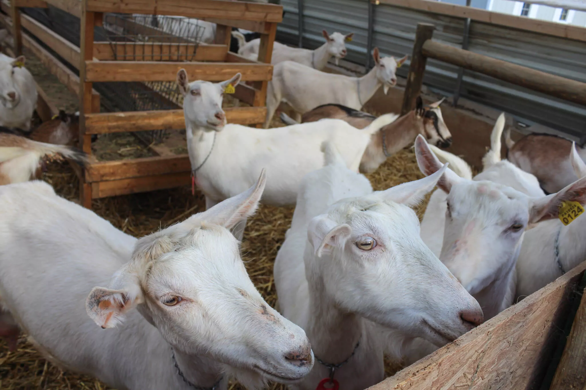 Peaceful Springs Farm - Just Plain Business