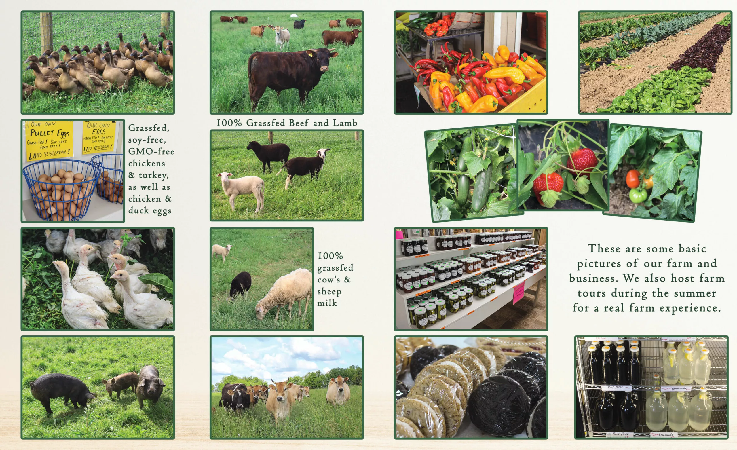 Maple Arch Farm Market - Just Plain Business