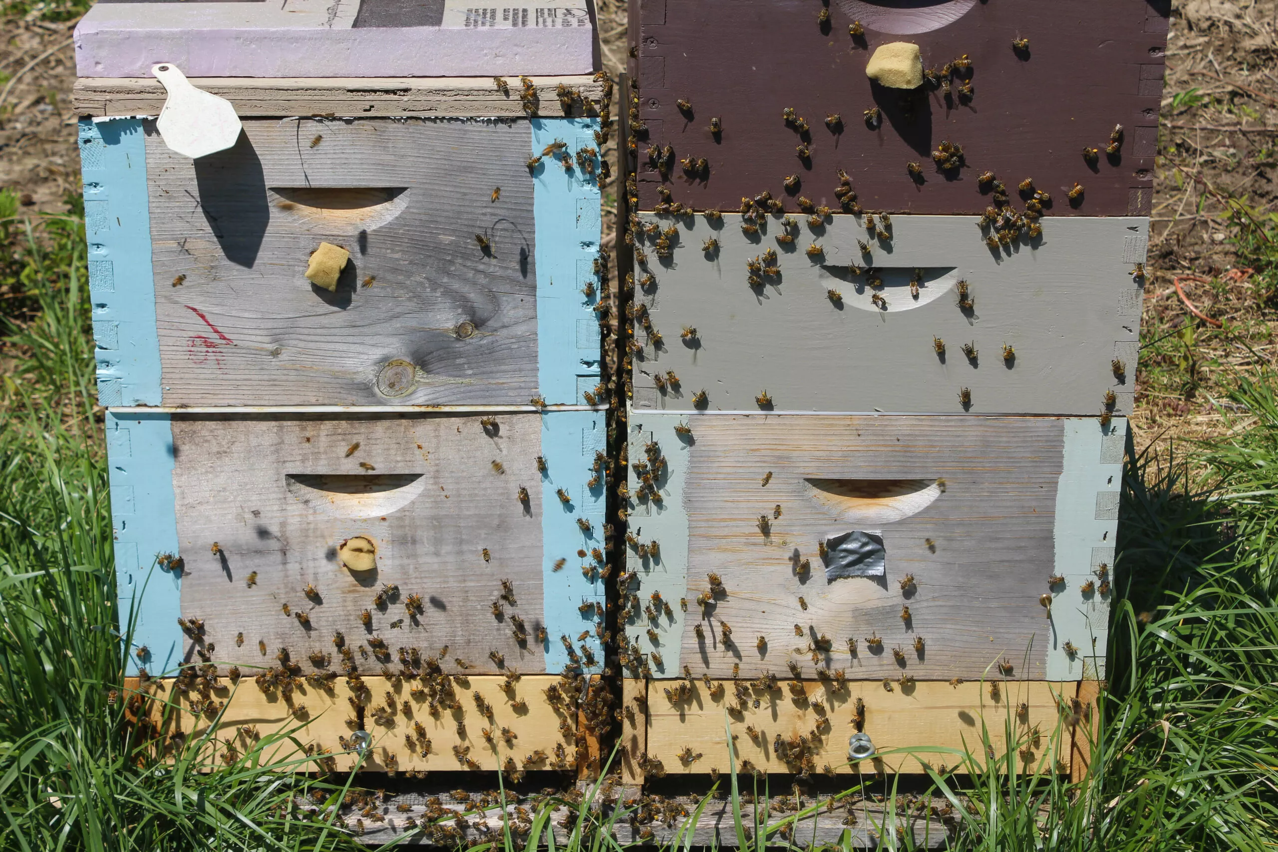 Natures Gold Apiaries | Just Plain Business