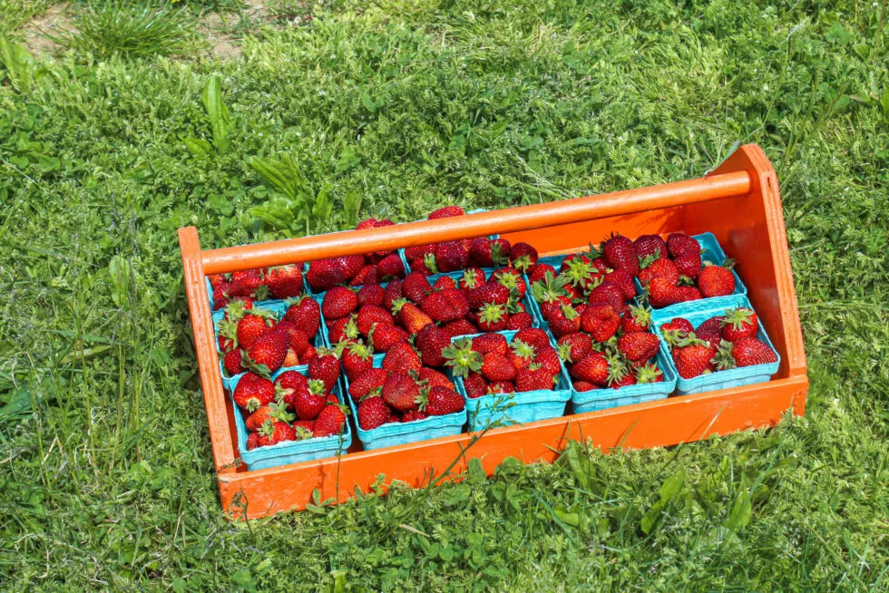 Maple Arch Farm Market - Just Plain Business