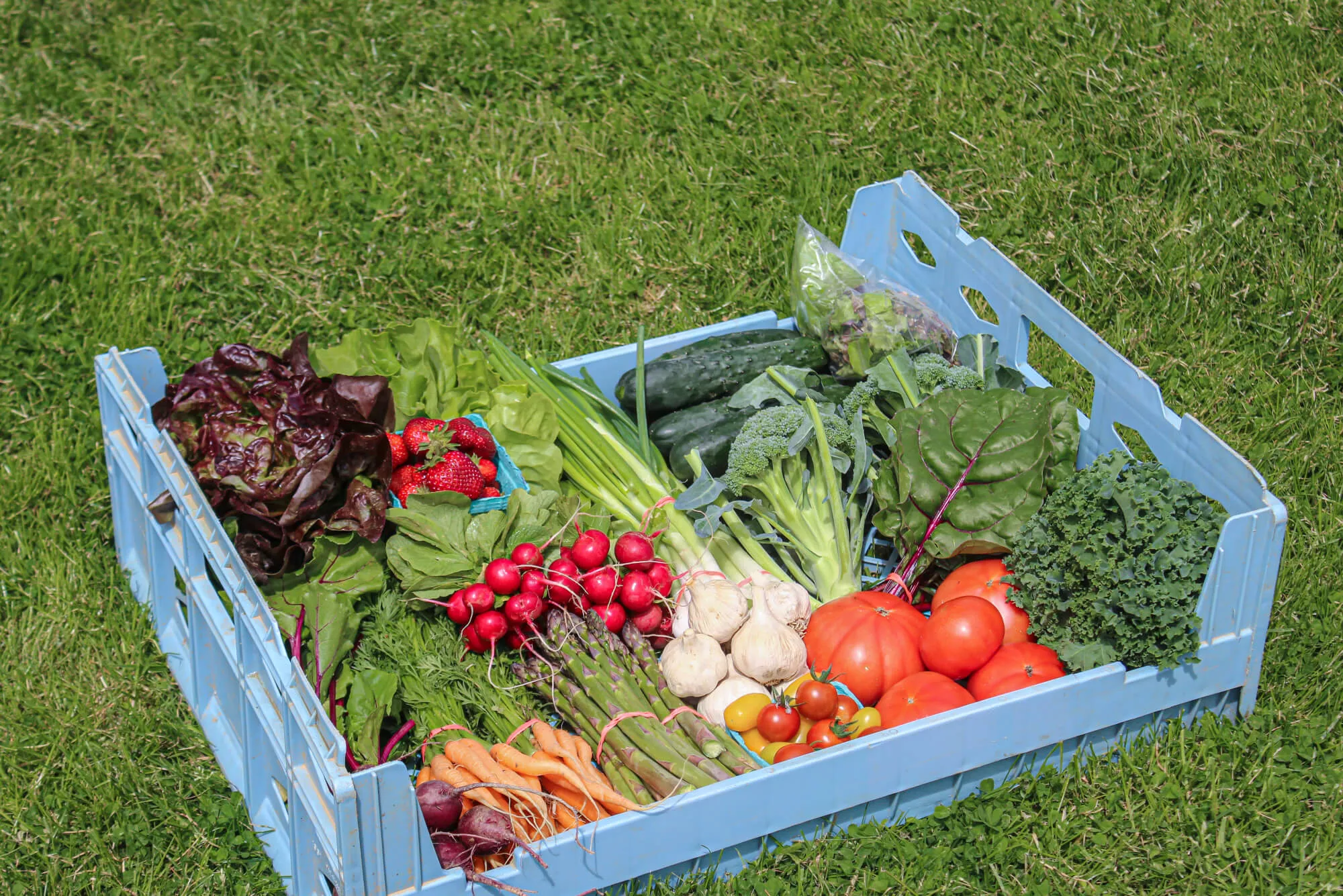 Maple Arch Farm Market - Just Plain Business