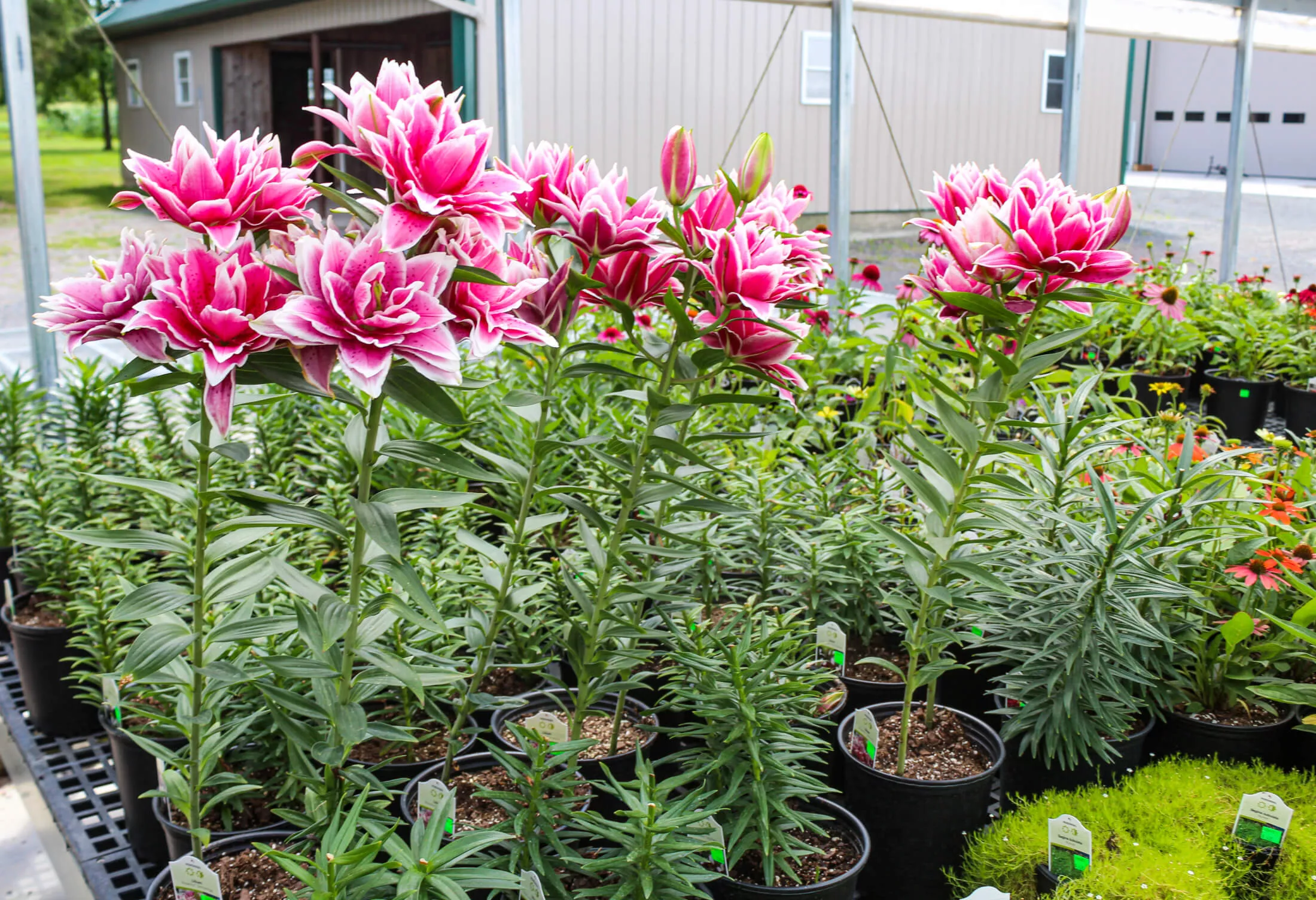 Sunrise Greenhouse - Just Plain Business