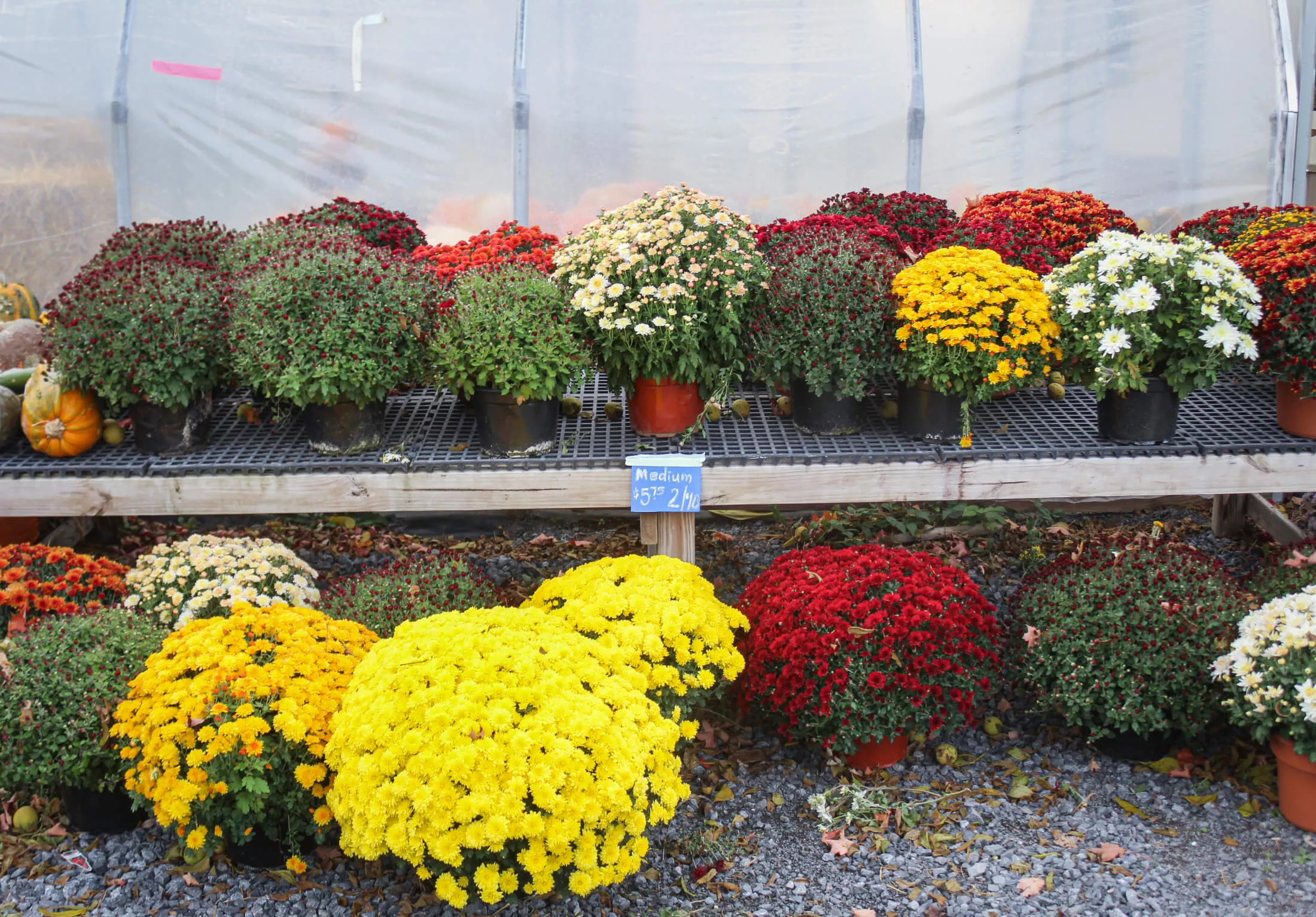 Shady View Farm Stand - Just Plain Business