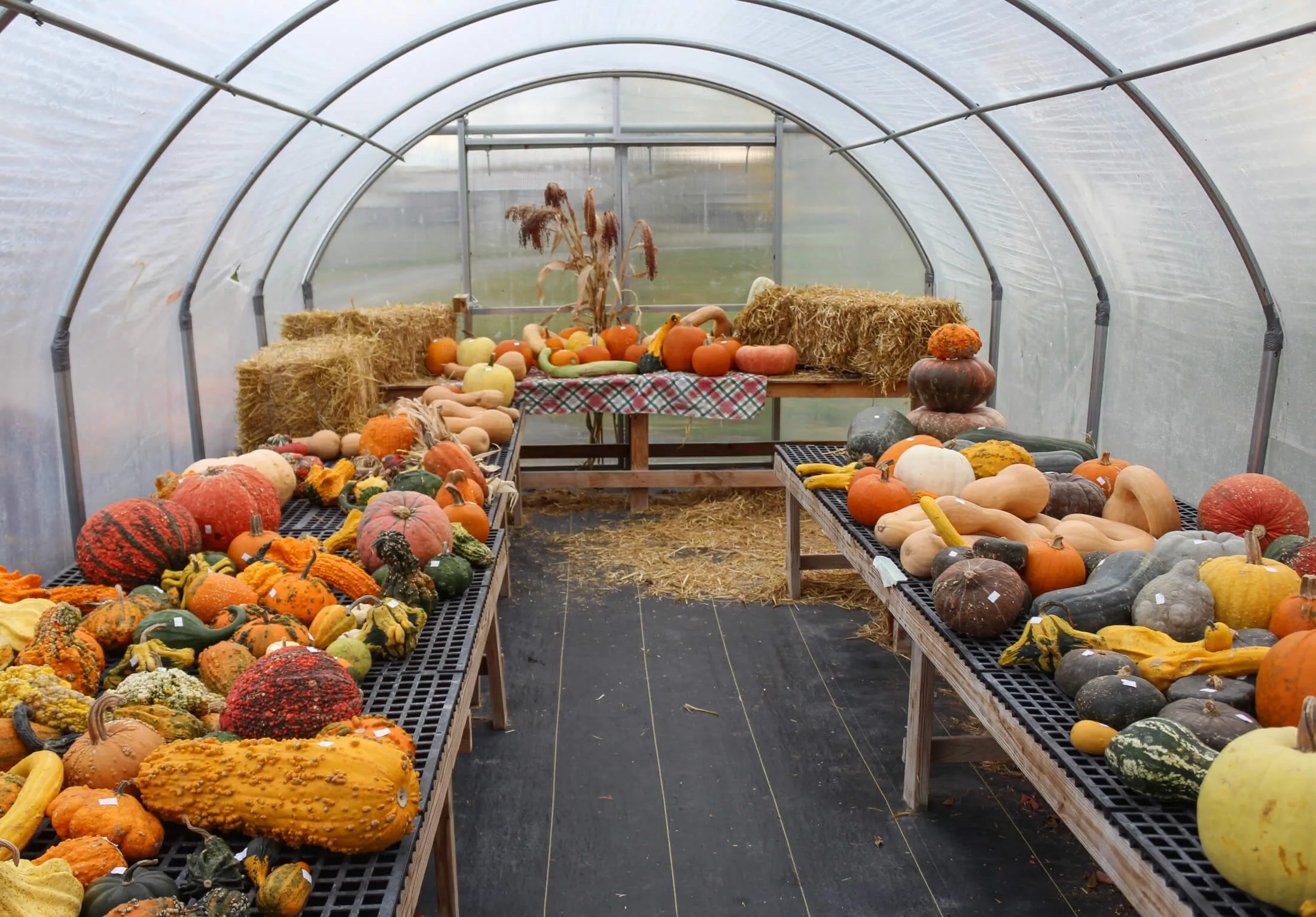 Shady View Farm Stand - Just Plain Business