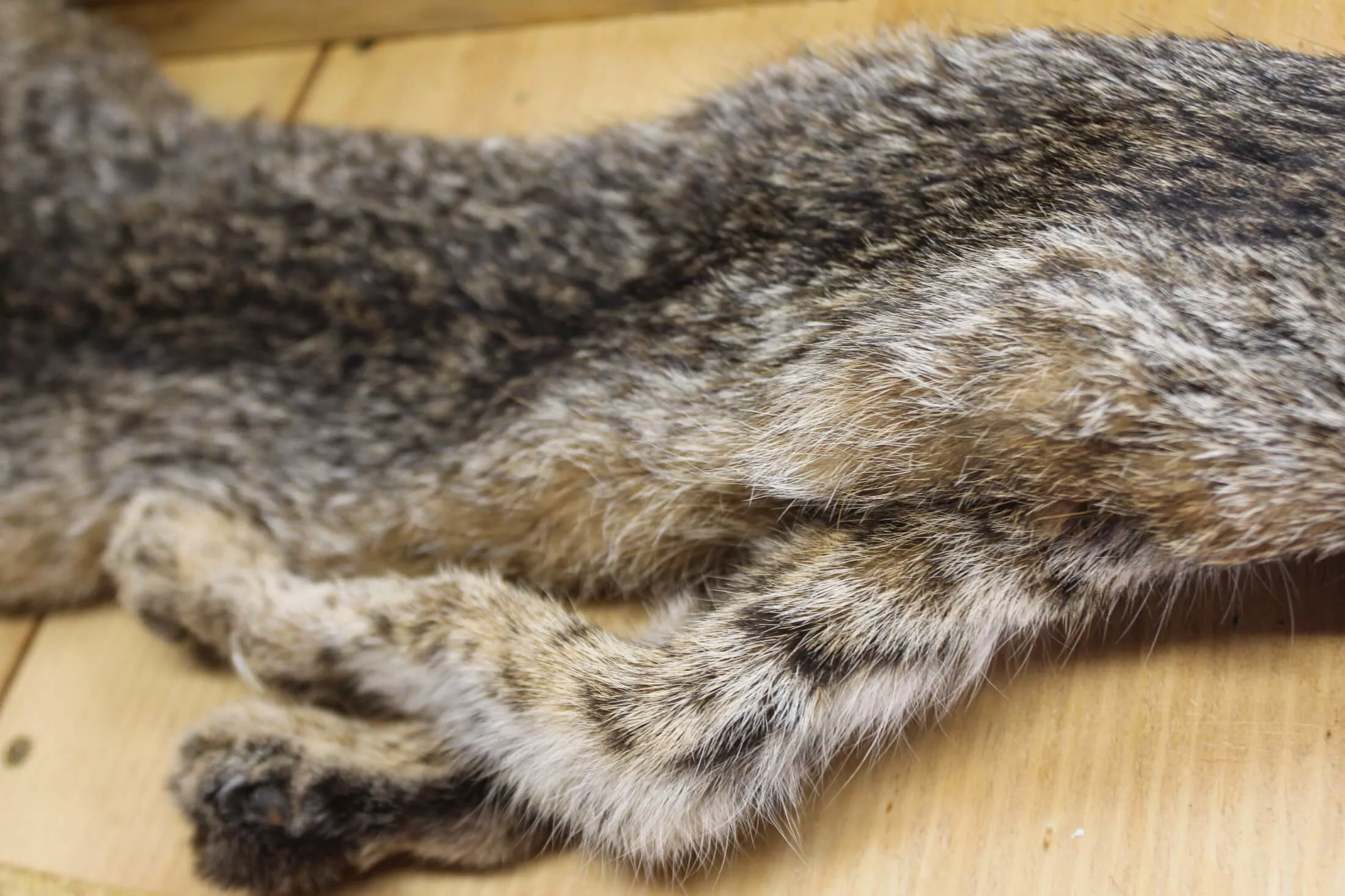 Center Field Tannery - Just Plain Business