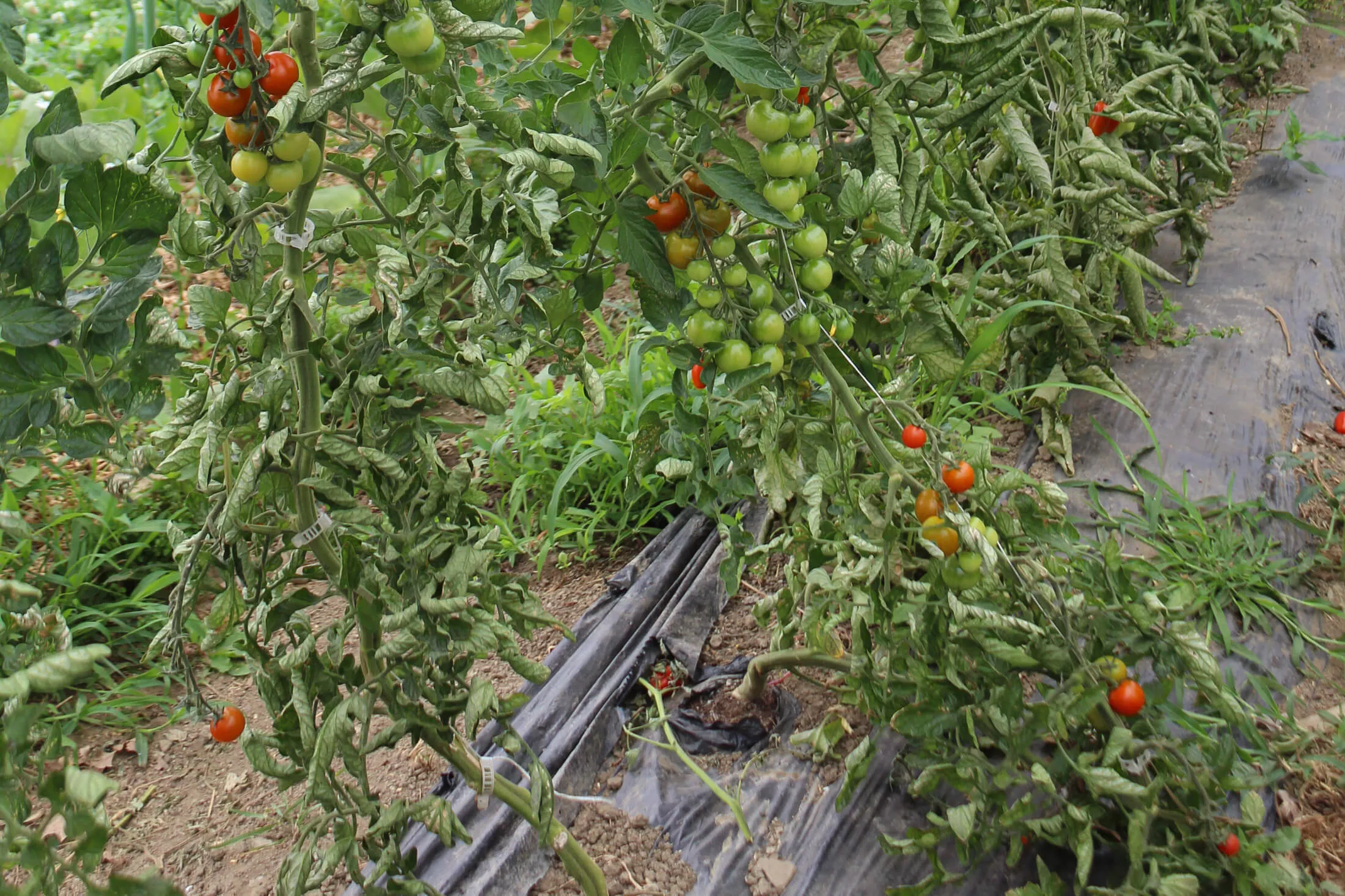 Bountiful Meadows Organic Farm - Just Plain Business