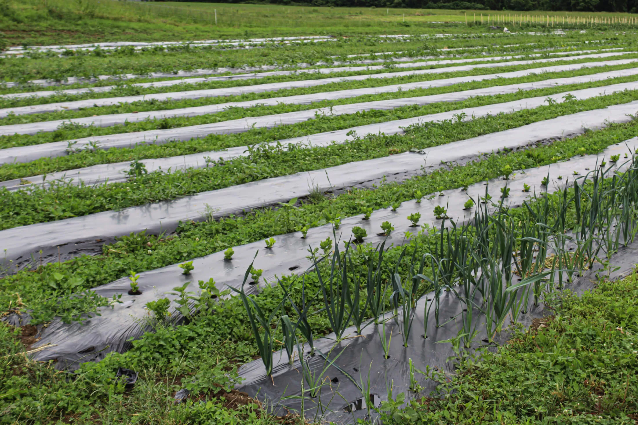 Bountiful Meadows Organic Farm - Just Plain Business
