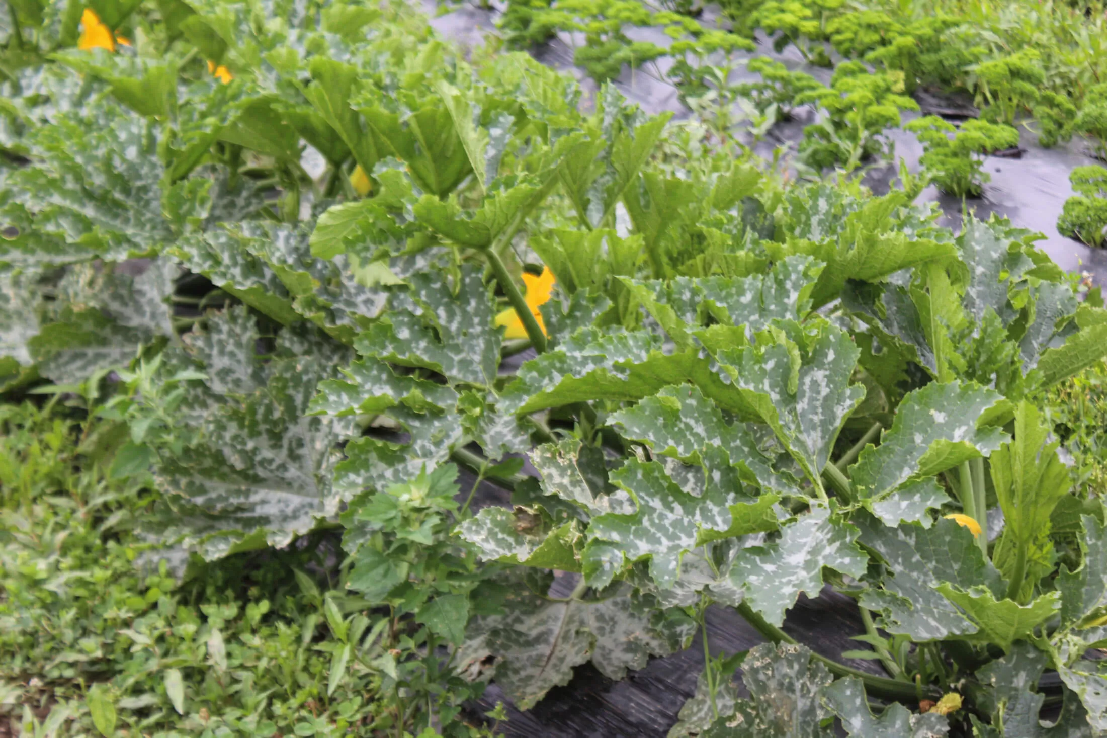 Bountiful Meadows Organic Farm - Just Plain Business