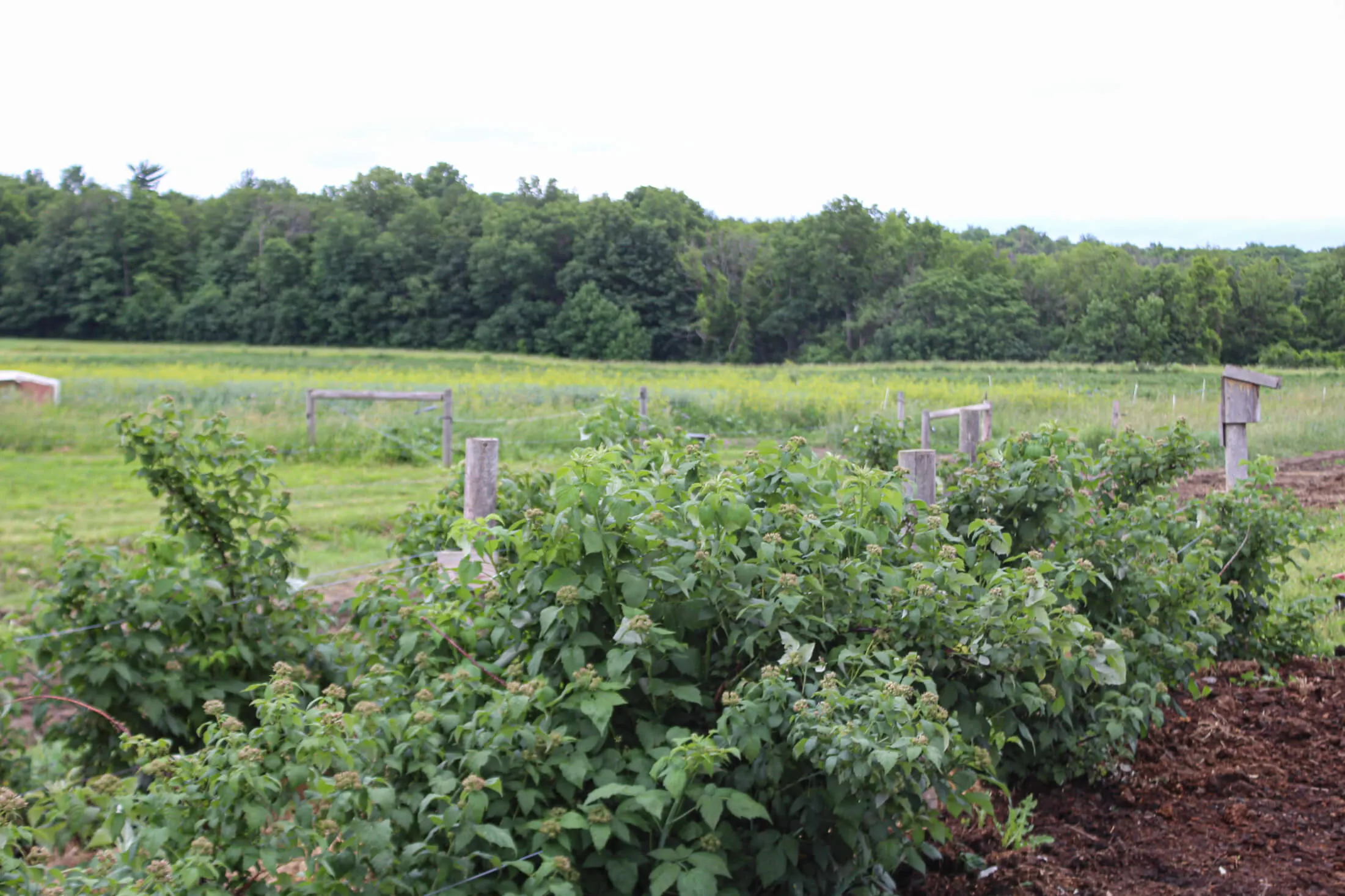 Bountiful Meadows Organic Farm - Just Plain Business