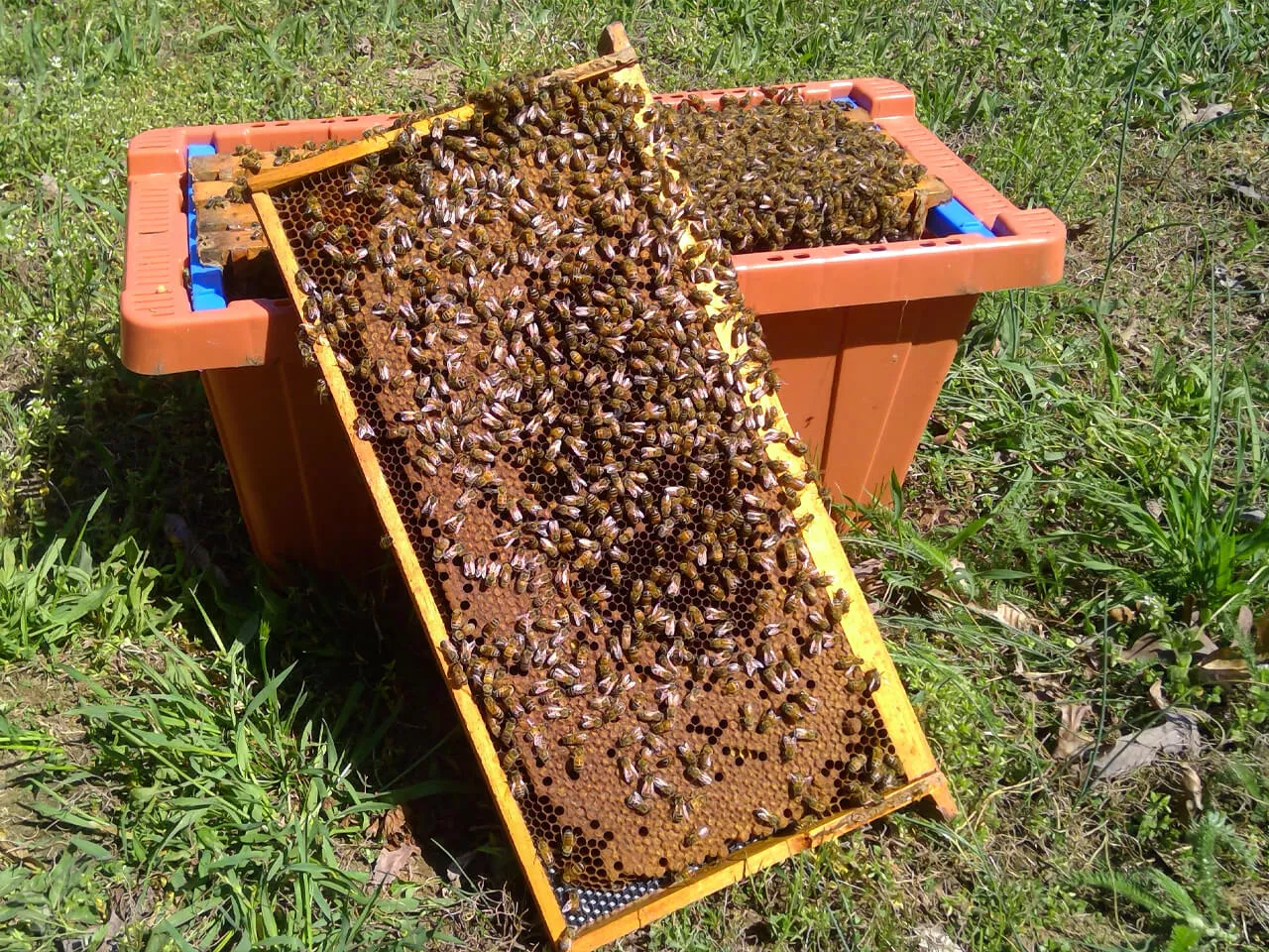 Natures Gold Apiaries Nucleus Colonies - Just Plain Business