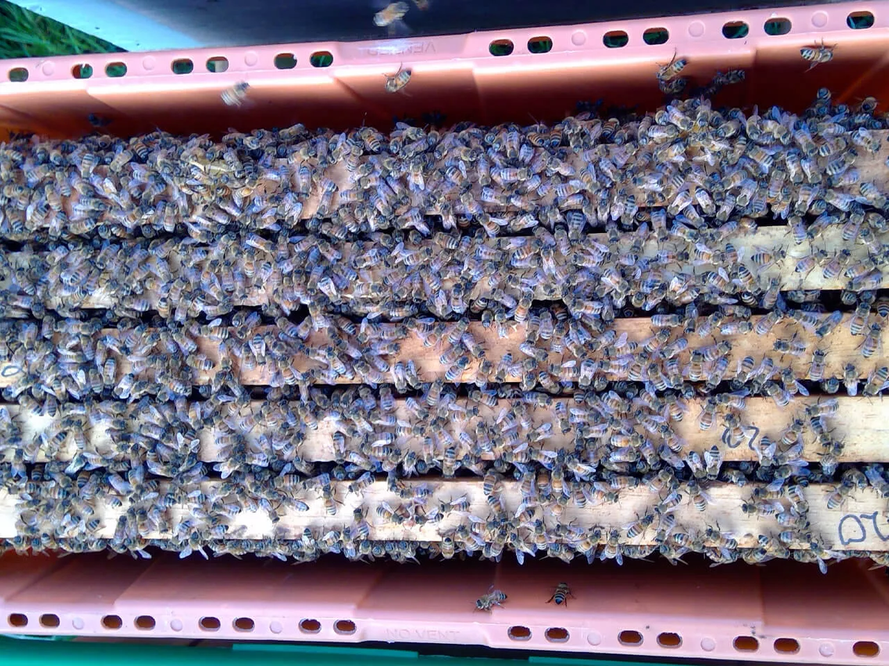 Natures Gold Apiaries Nucleus Colonies - Just Plain Business