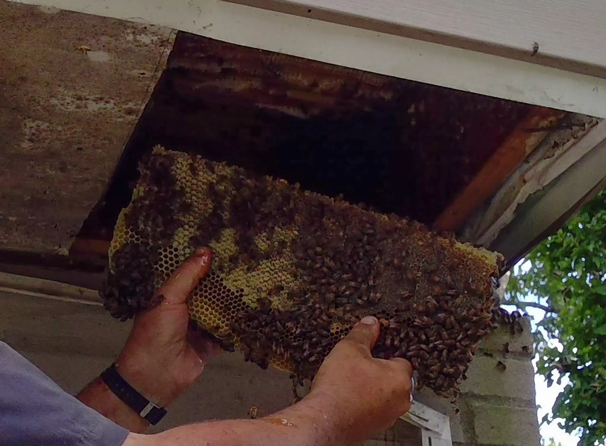 Nature's Gold Apiaries Beekeeping Services - Just Plain Business