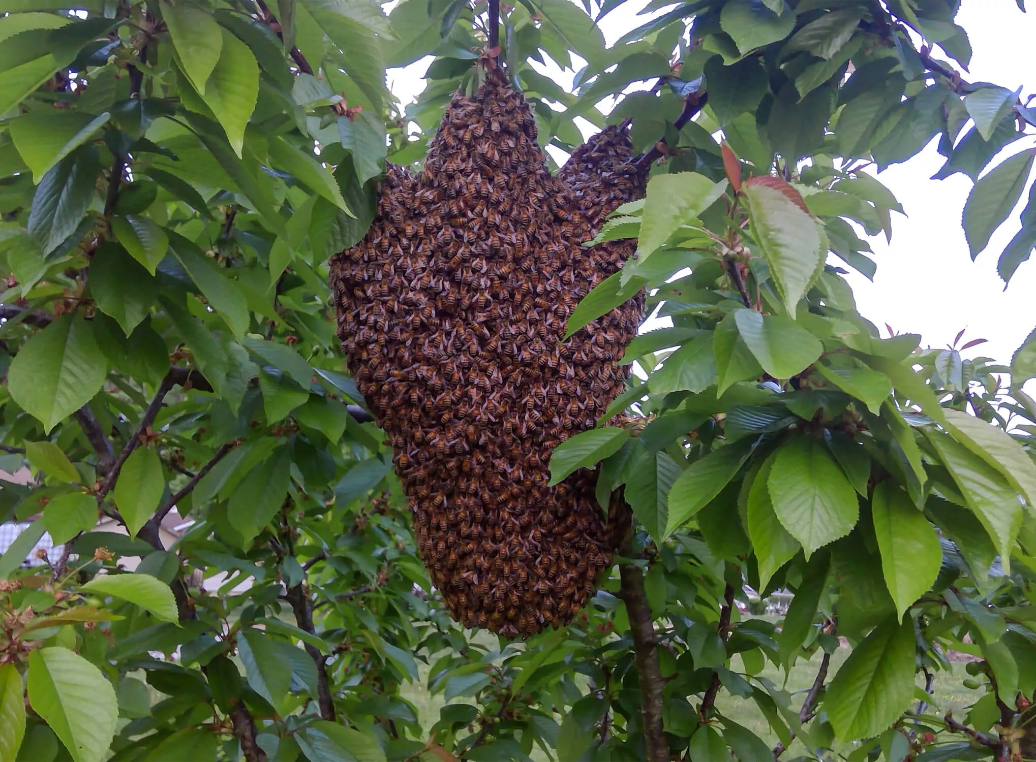 Nature's Gold Apiaries Beekeeping Services - Just Plain Business