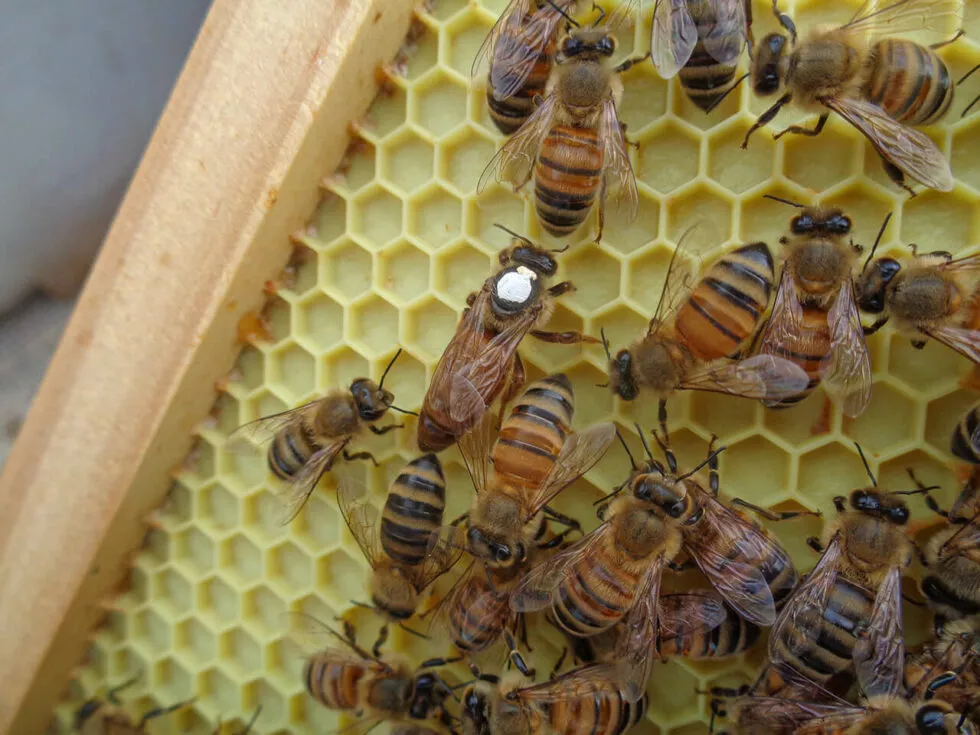 Nature's Gold Apiaries Breeding Program - Just Plain Business
