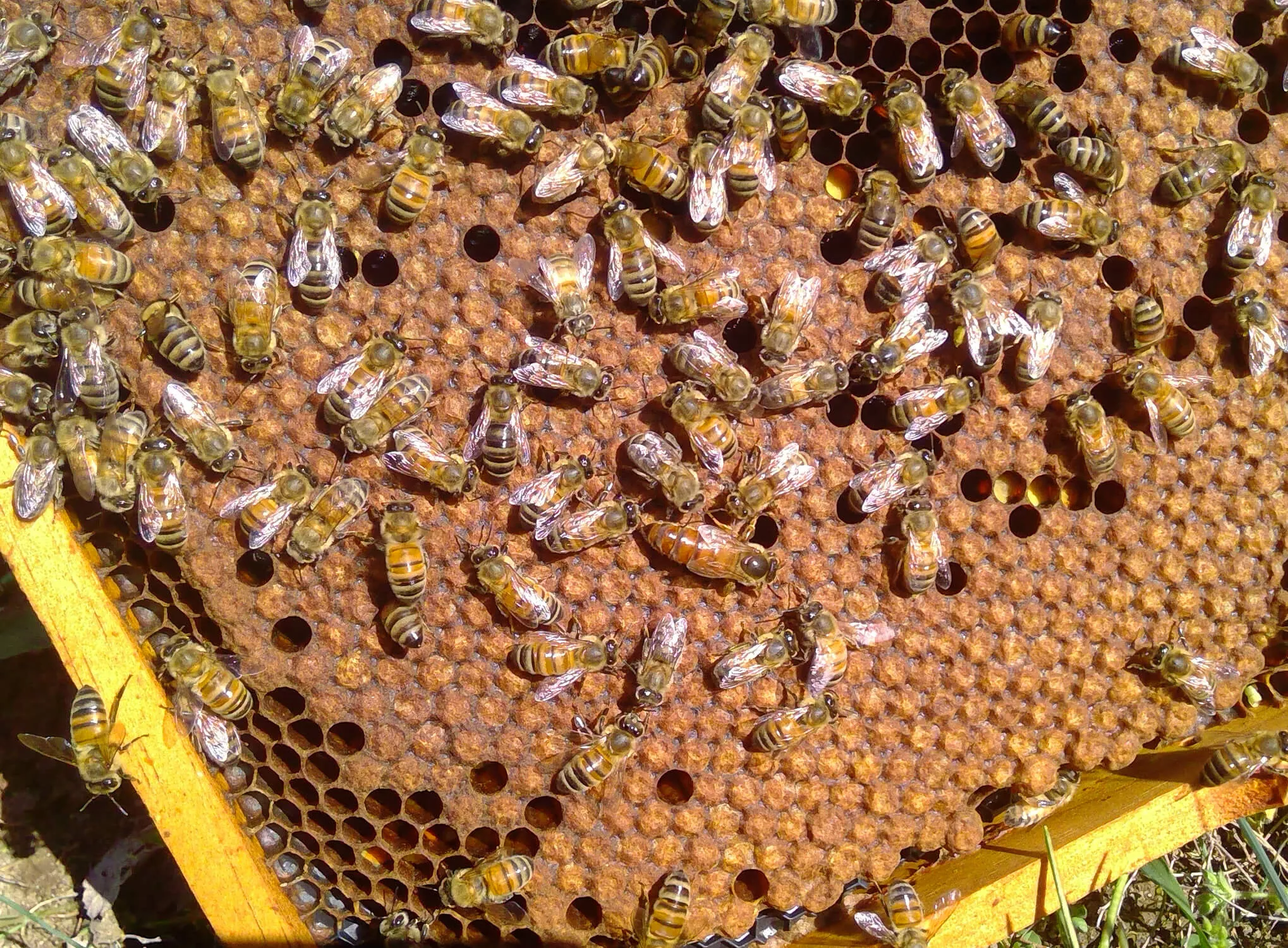 Nature's Gold Apiaries Breeding Program - Just Plain Business