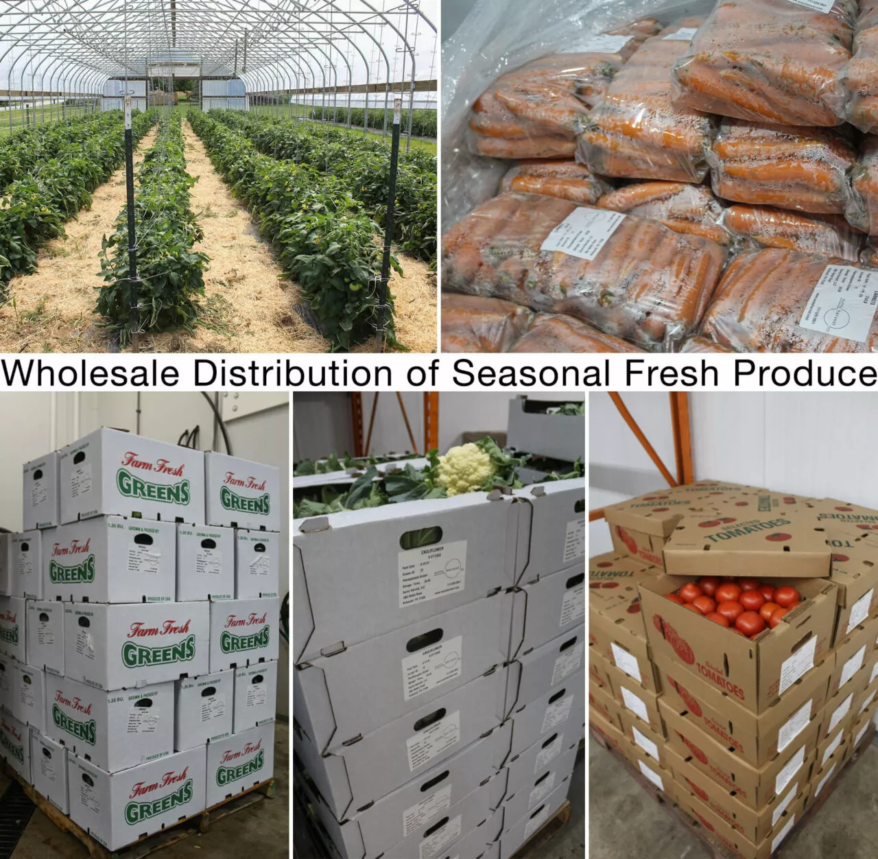 Sunny Harvest Produce Farm Cooperative - Just Plain Business