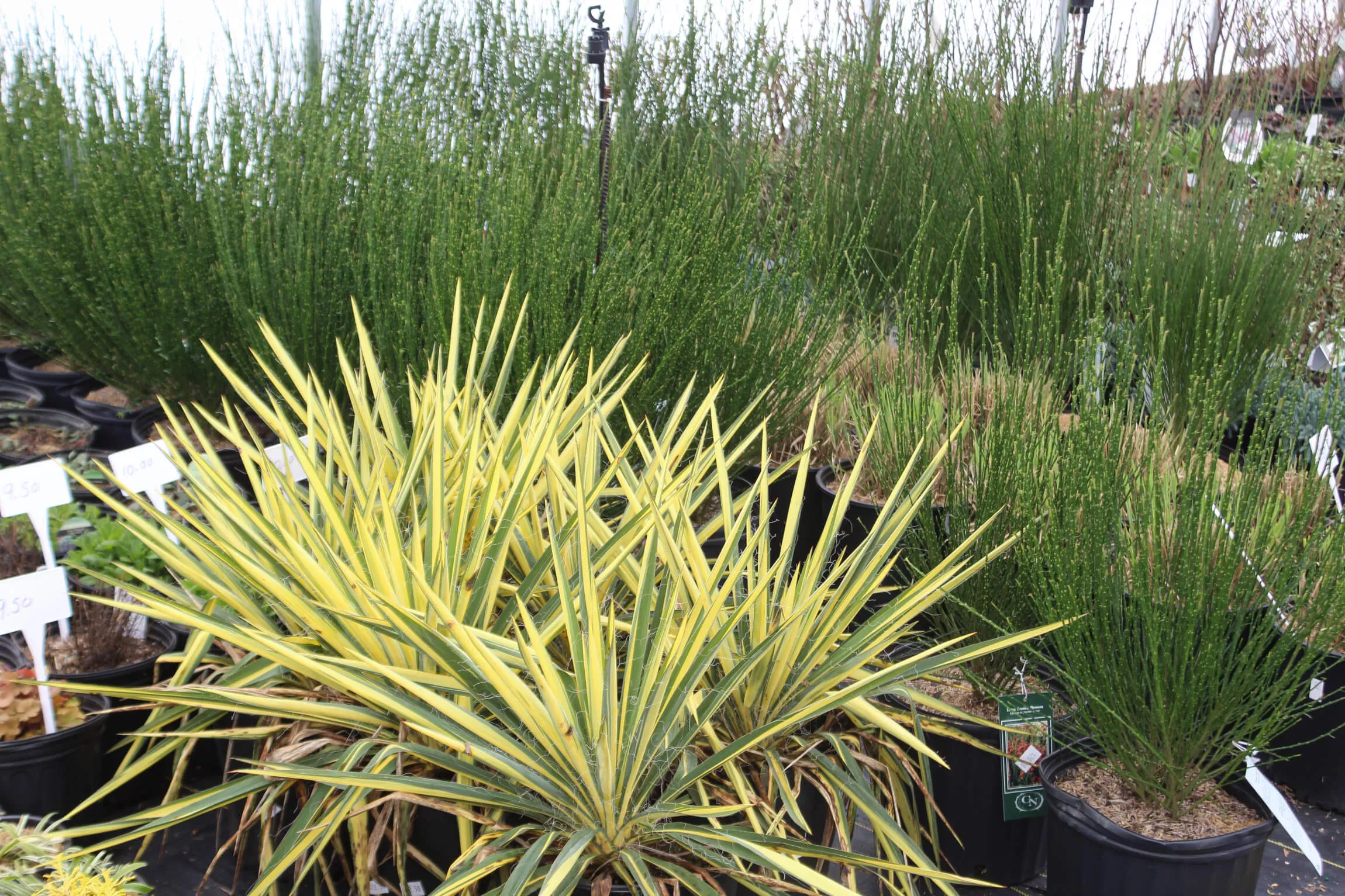 Spring Side Nursery & Outdoor Furniture - Just Plain Business