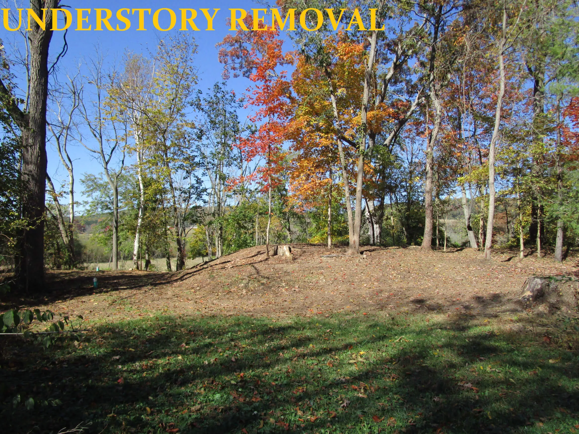 Penn Haven Tree Works - Just Plain Business