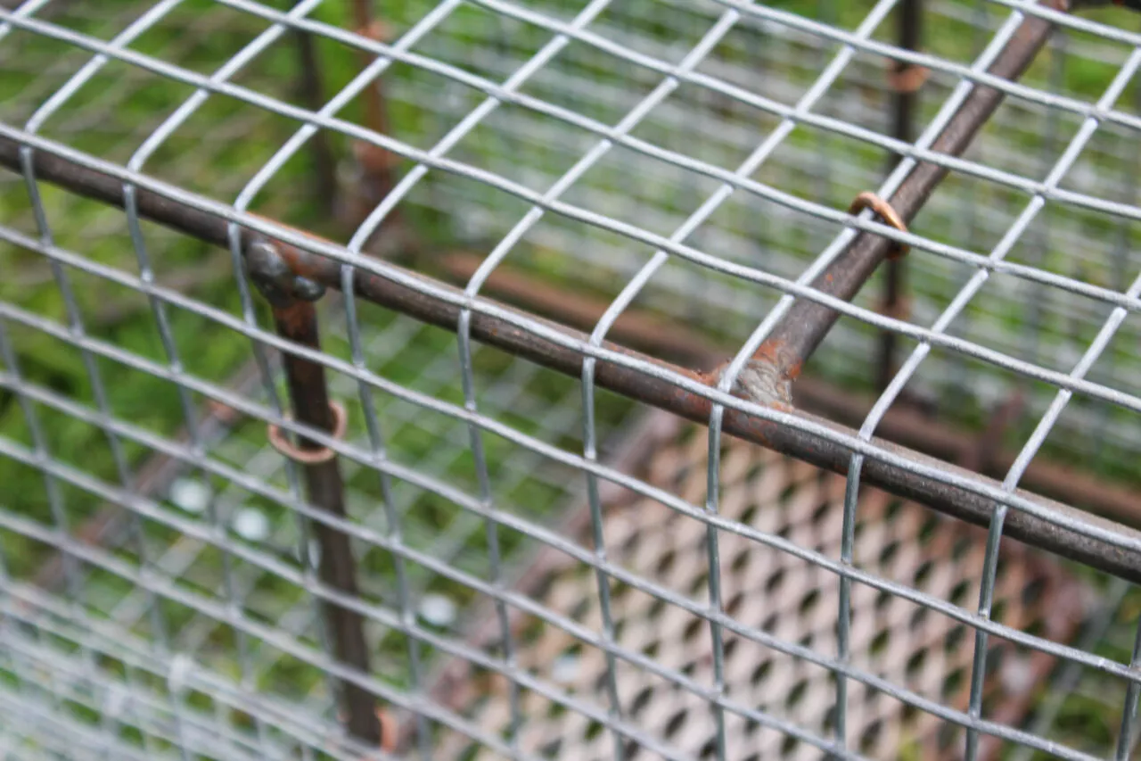 EZ-Set Cage Traps - Just Plain Business