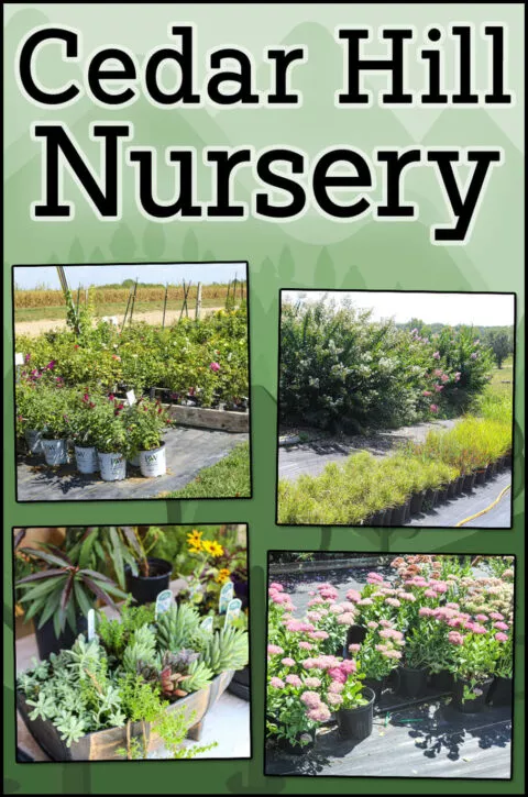 Cedar Hill Nursery - Just Plain Business