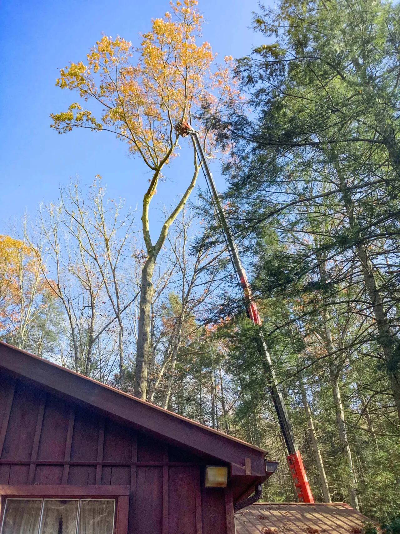 Tipping Timber Tree Removal - Just Plain Business