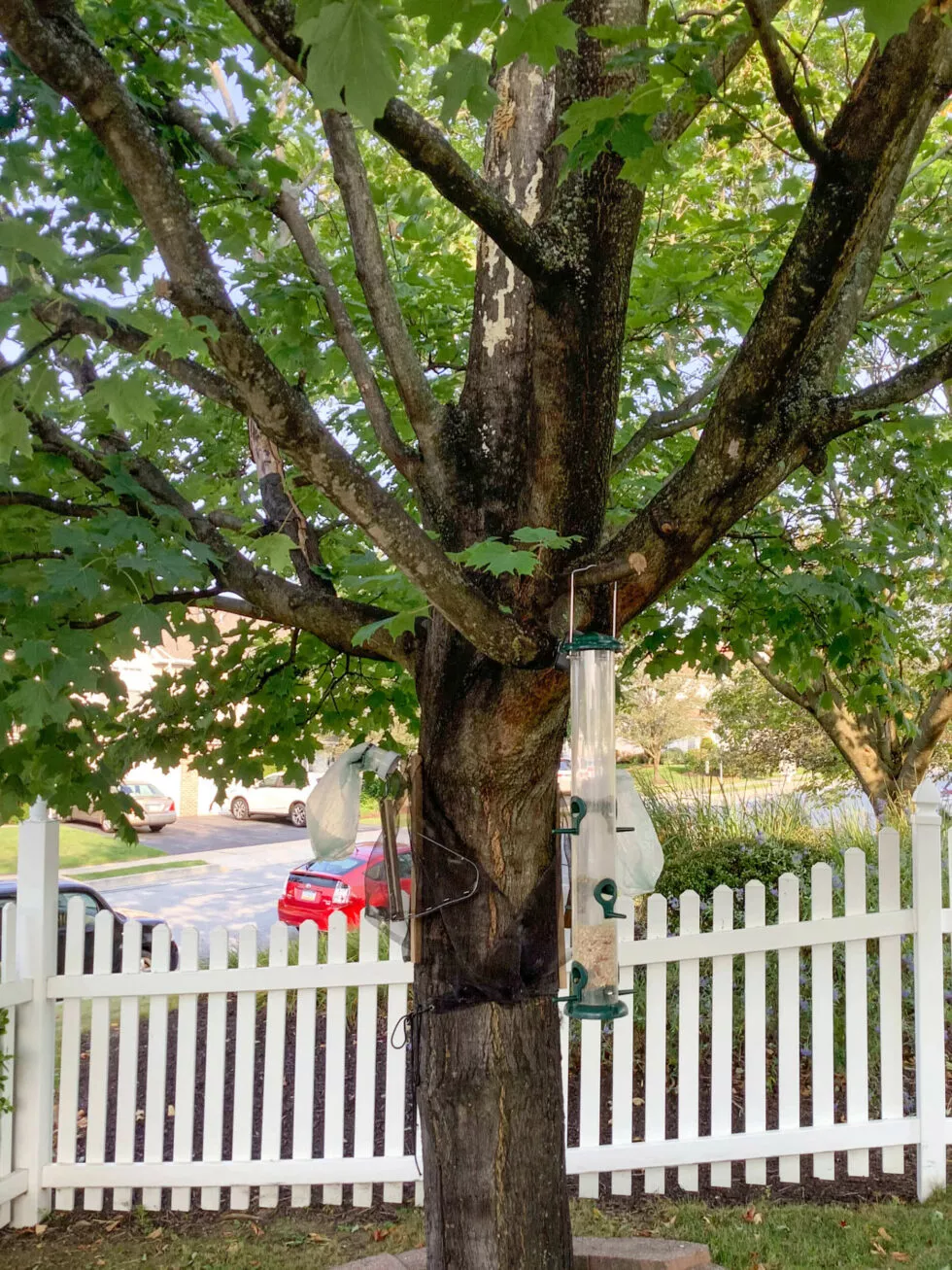 Tipping Timber Tree Removal - Just Plain Business