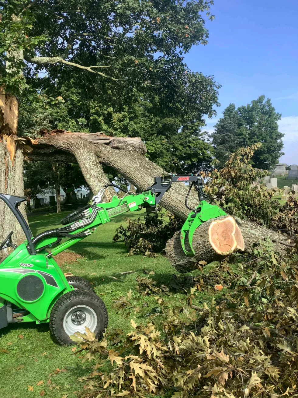 Tipping Timber Tree Removal - Just Plain Business