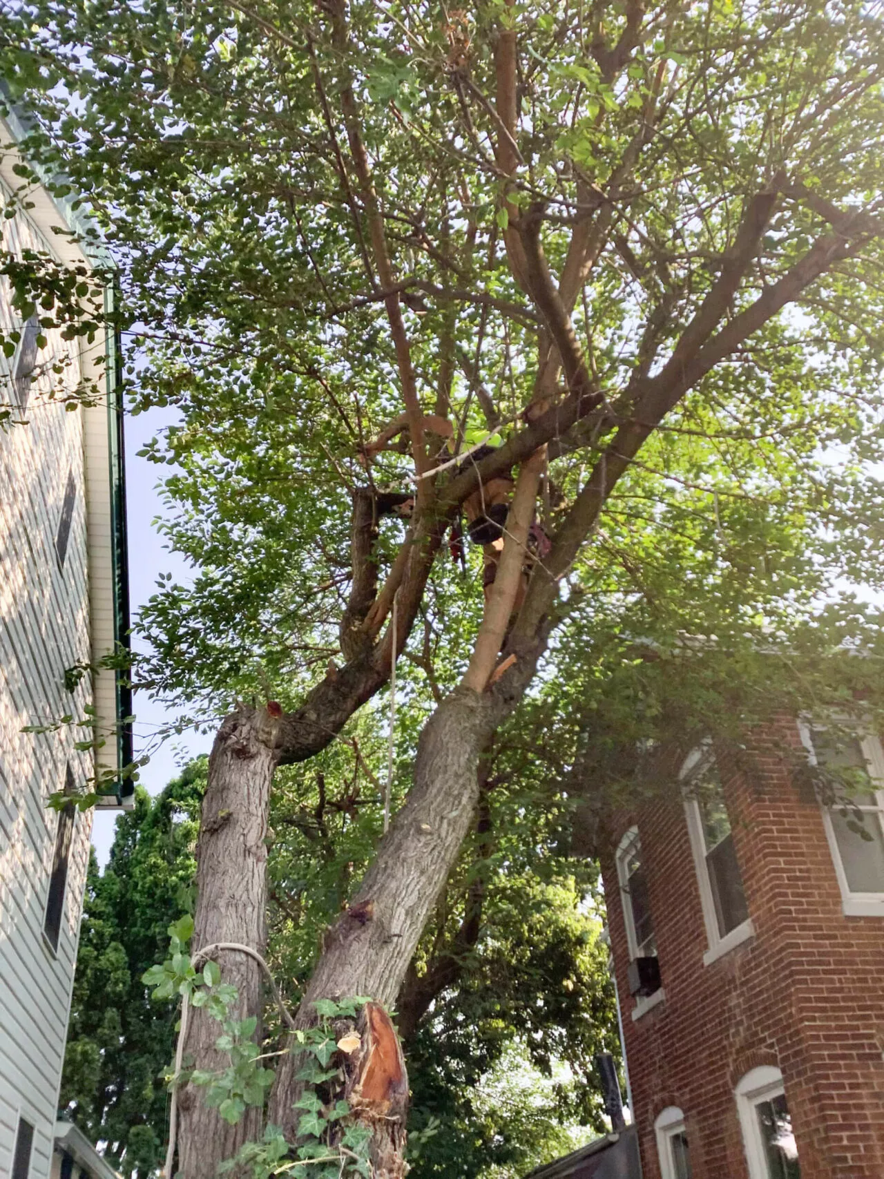 Tipping Timber Tree Removal - Just Plain Business