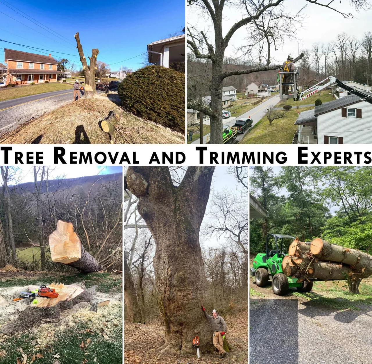 Tipping Timber Tree Removal - Just Plain Business