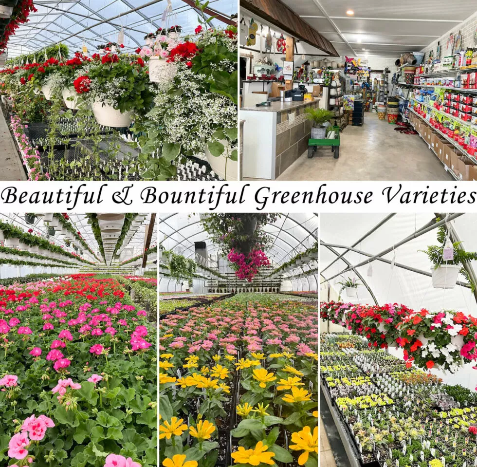 Country Garden Greenhouses - Just Plain Business