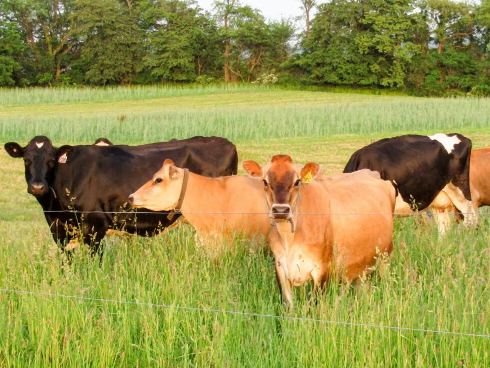 Bei Hollow Farm - Just Plain Business