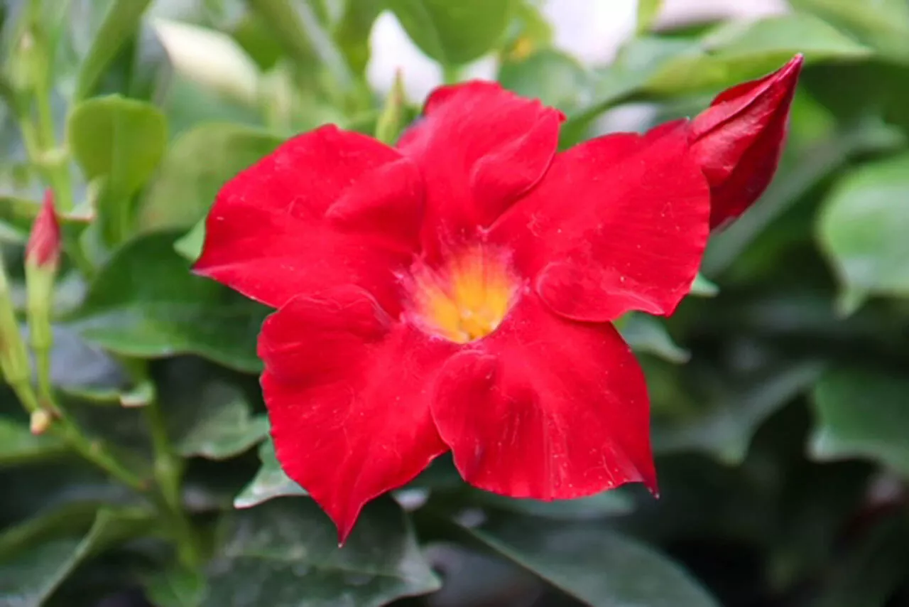 Ann’s Flower Garden - Just Plain Business