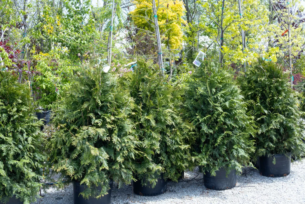 Auker’s Greenhouse - Just Plain Business