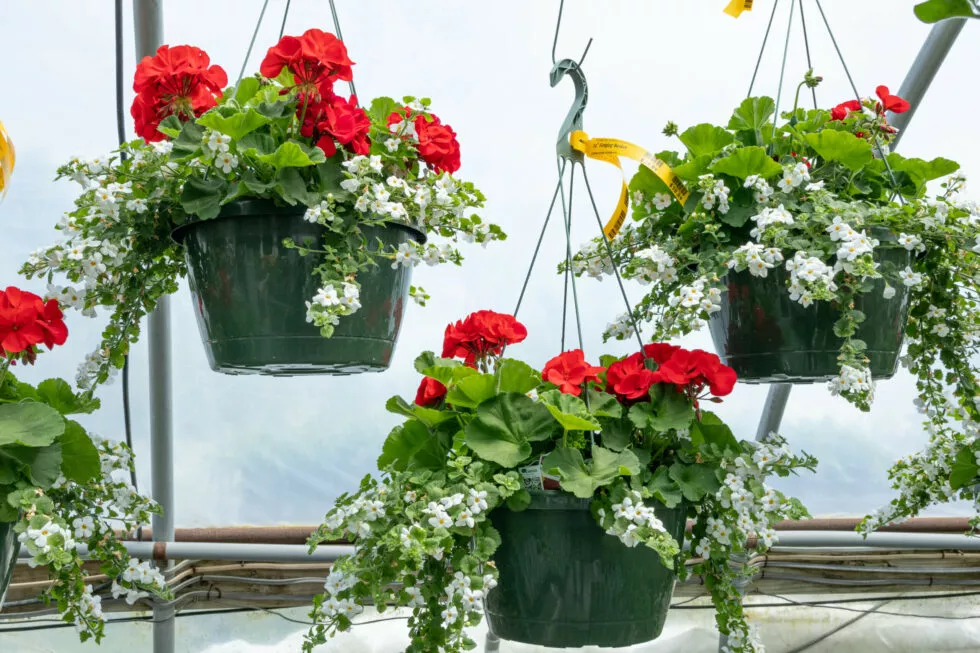 Auker’s Greenhouse - Just Plain Business