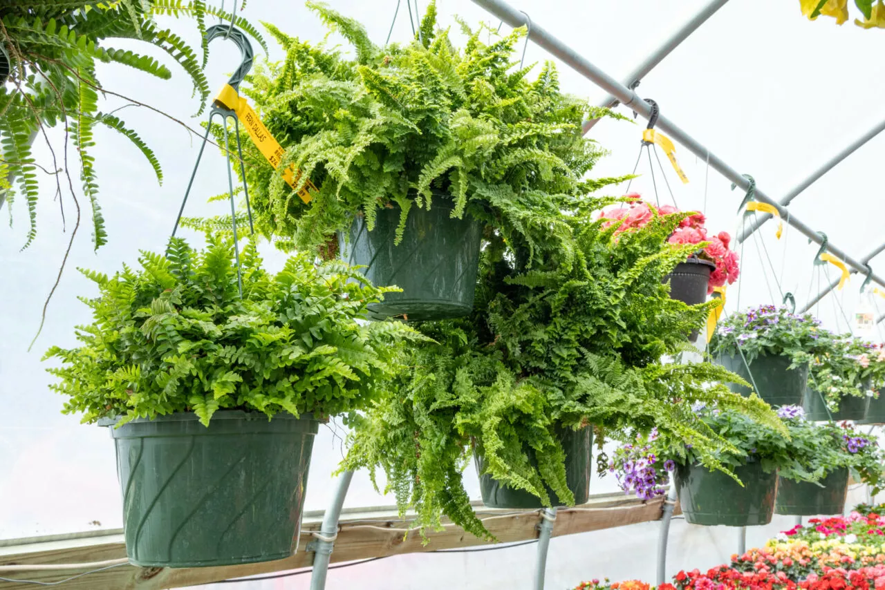 Auker’s Greenhouse - Just Plain Business