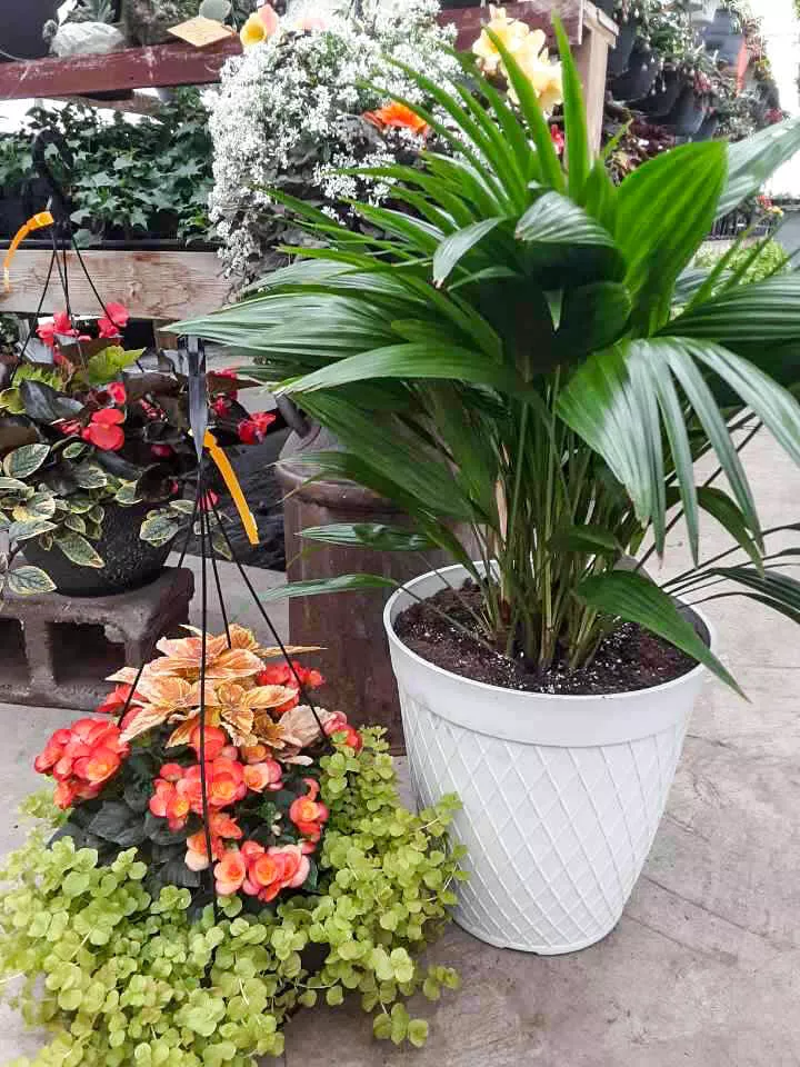 Reiff's Greenhouse - Just Plain Business