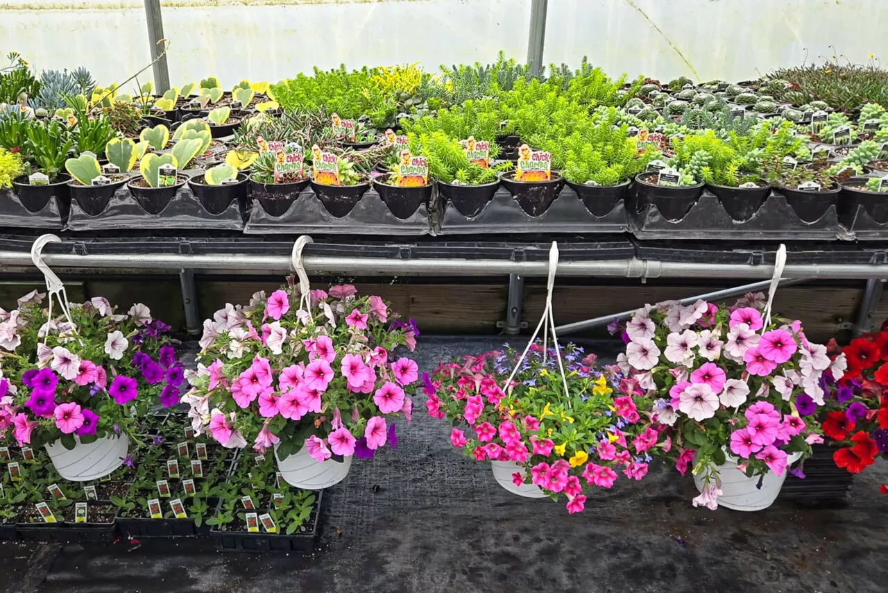 Ann’s Flower Garden - Just Plain Business
