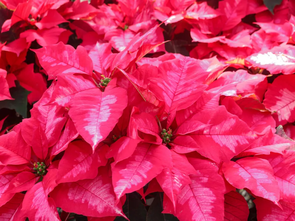 Auker’s Greenhouse - Just Plain Business